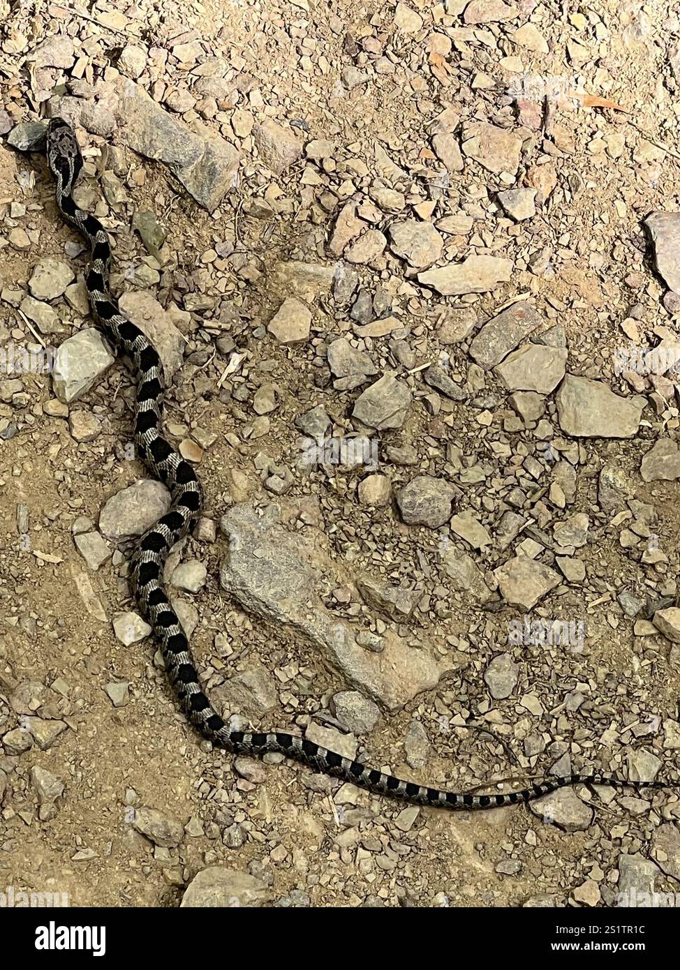 Gray Ratsnake (Pantherophis spiloides Stock Photo - Alamy