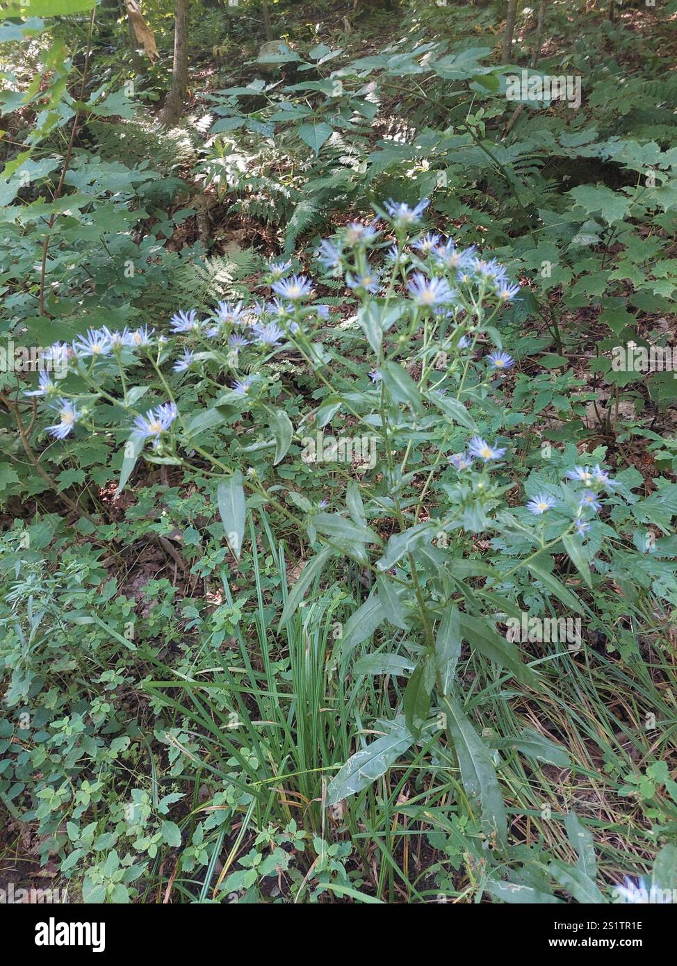 swamp aster (Symphyotrichum puniceum Stock Photo - Alamy