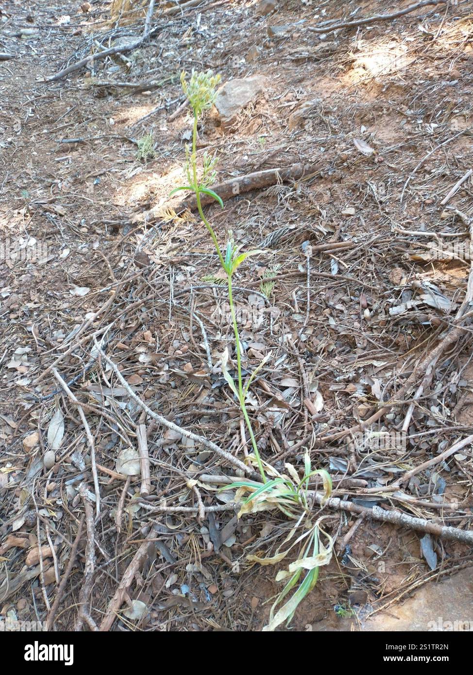 whitestem frasera (Frasera albicaulis Stock Photo - Alamy