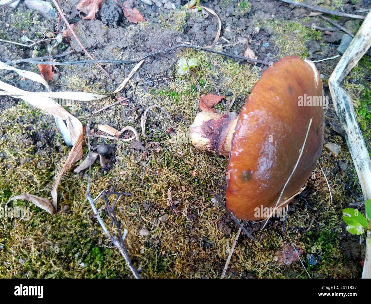 Purple-veiled Slippery Jack (Suillus luteus Stock Photo - Alamy