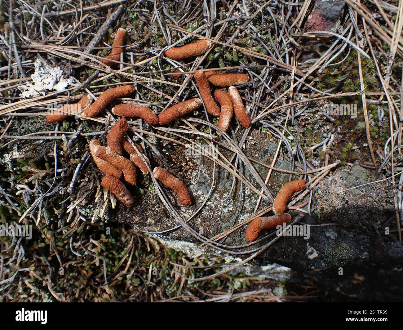 Pheasants, Grouse, and Allies (Phasianidae Stock Photo - Alamy