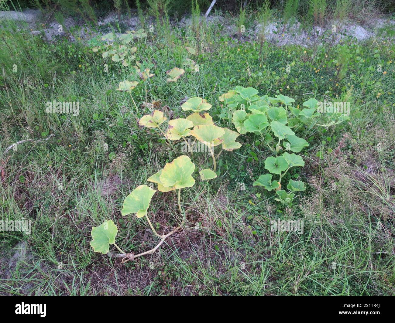 winter squash (Cucurbita maxima Stock Photo - Alamy