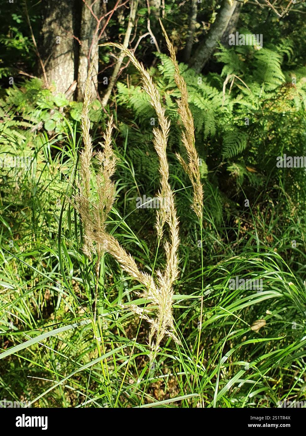 Purple Small-reed (Calamagrostis canescens Stock Photo - Alamy