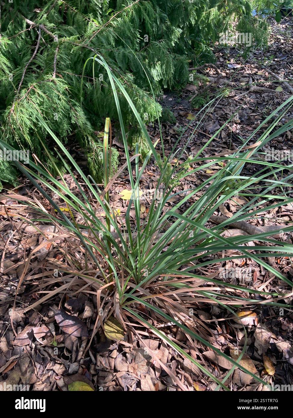 Swamp Flatsedge (Cyperus ligularis Stock Photo - Alamy