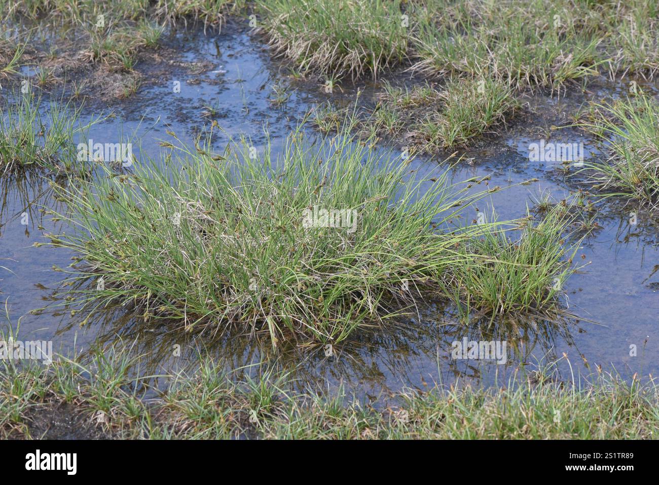 true sedges (Carex Stock Photo - Alamy