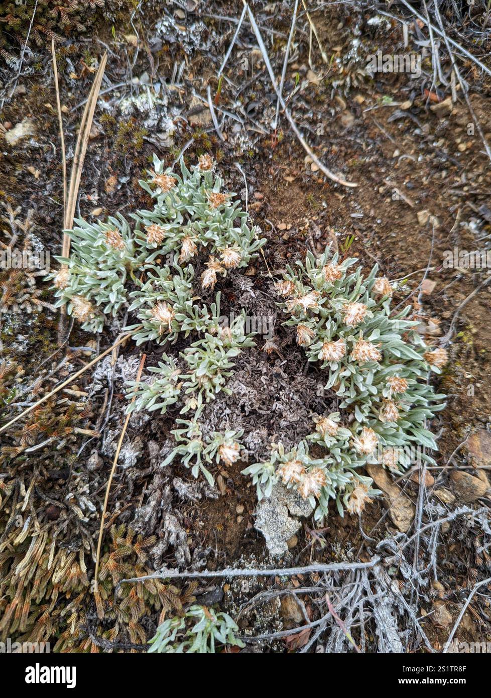 Low Pussytoes (Antennaria dimorpha Stock Photo - Alamy