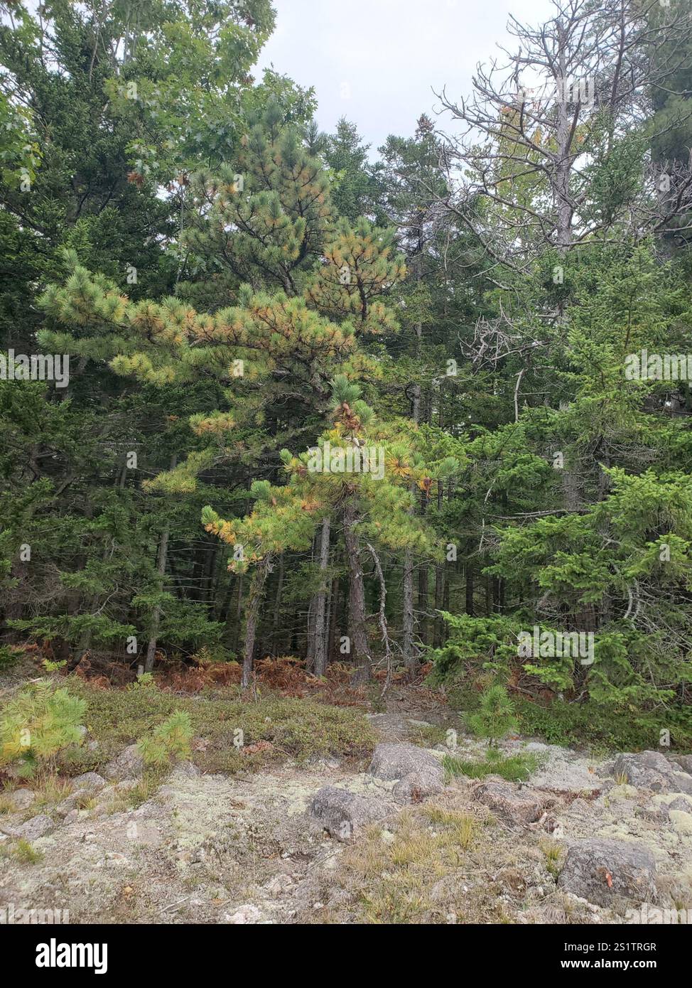 pitch pine (Pinus rigida Stock Photo - Alamy