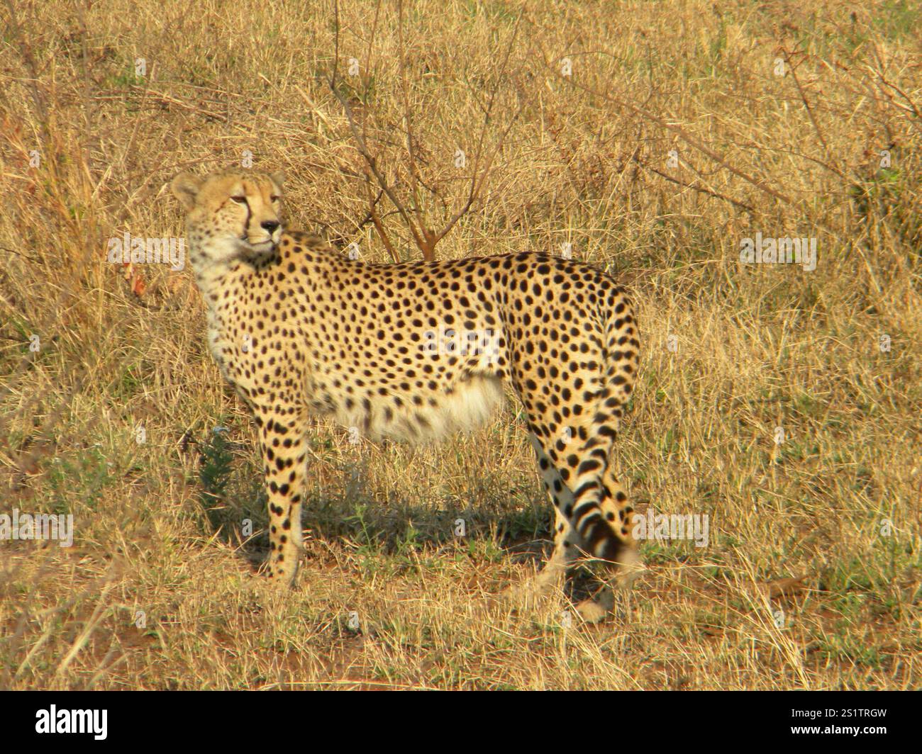 Southern and Eastern African Cheetah (Acinonyx jubatus jubatus Stock ...