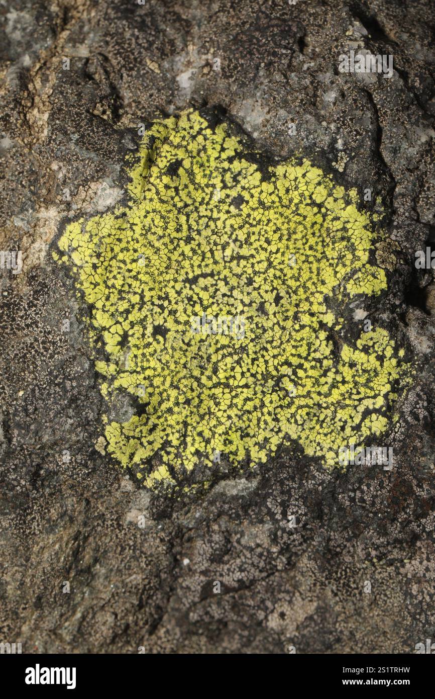 yellow map lichen (Rhizocarpon geographicum Stock Photo - Alamy