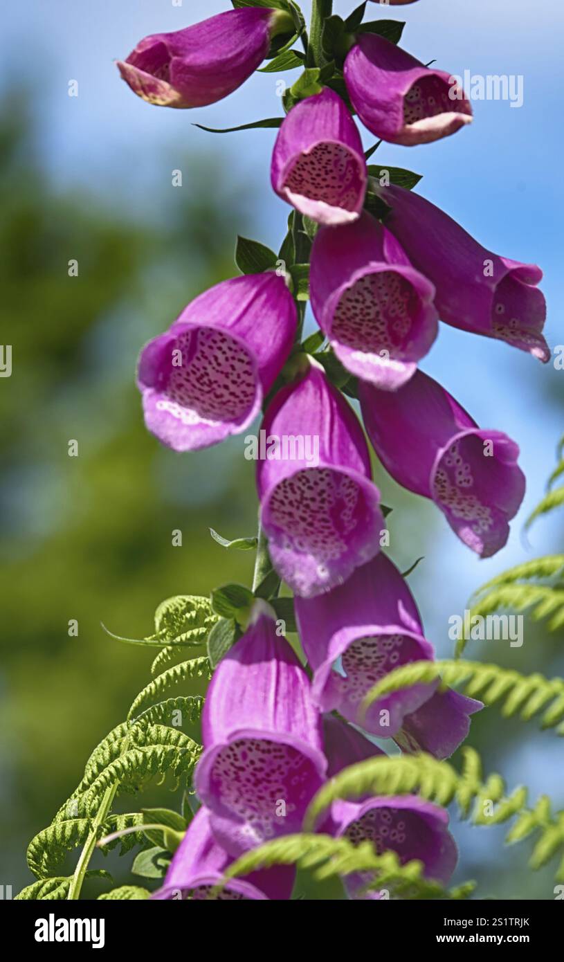Summer forest with foxglove Stock Photo - Alamy