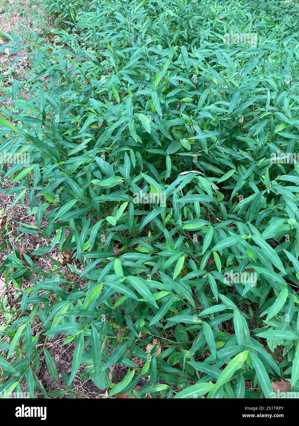 Japanese stiltgrass (Microstegium vimineum Stock Photo - Alamy