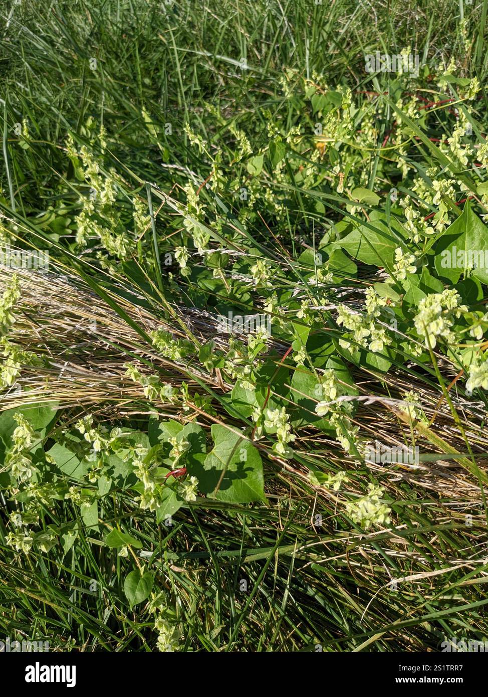 climbing false buckwheat (Fallopia scandens Stock Photo - Alamy