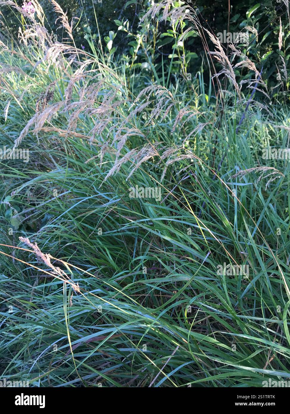 canadian bluejoint (Calamagrostis canadensis Stock Photo - Alamy