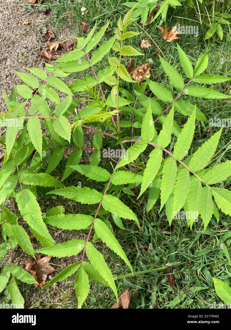 smooth sumac (Rhus glabra Stock Photo - Alamy