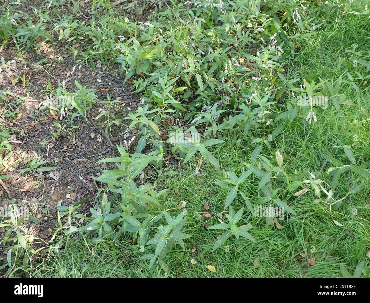 swamp smartweed (Persicaria hydropiperoides Stock Photo - Alamy