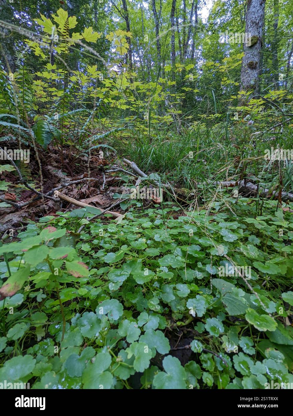 American Water-pennywort (Hydrocotyle americana Stock Photo - Alamy