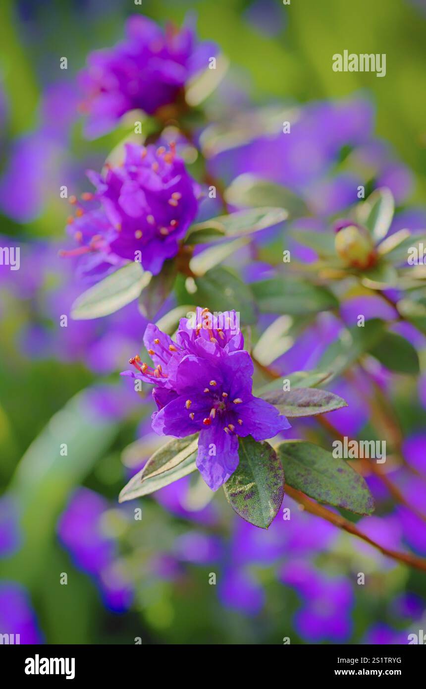 A blaze of colour in the spring garden Stock Photo - Alamy