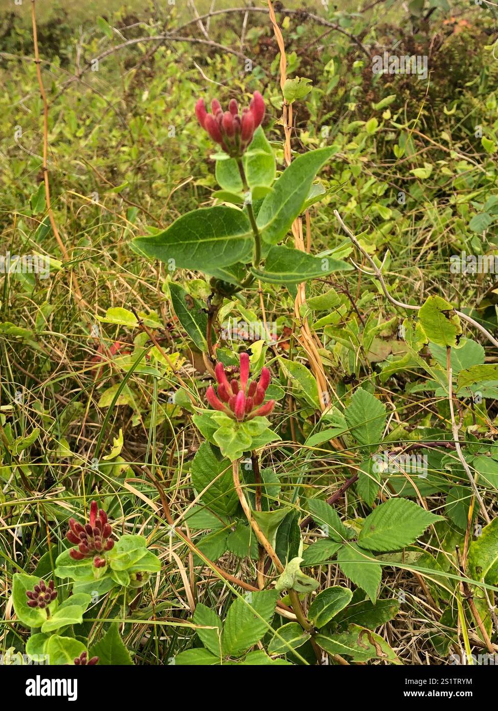 Common Honeysuckle (Lonicera periclymenum Stock Photo - Alamy