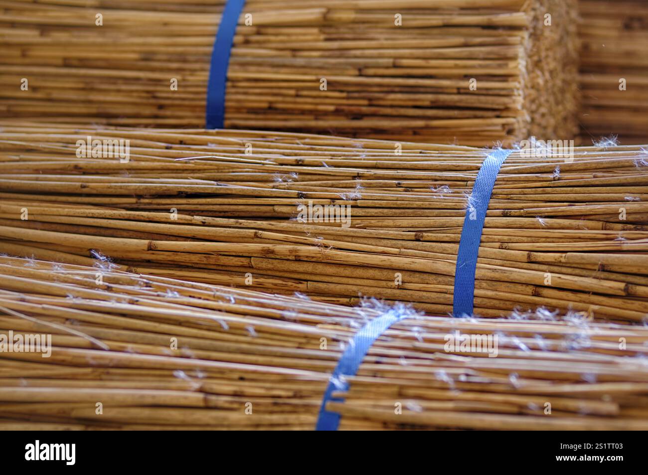 Processing of reed for thatching Stock Photo - Alamy