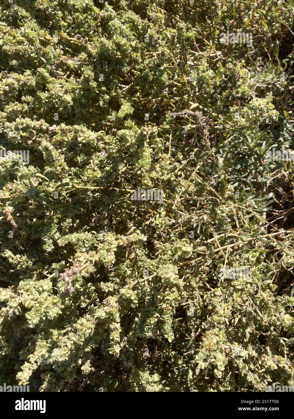 beach saltbush (Atriplex leucophylla Stock Photo - Alamy