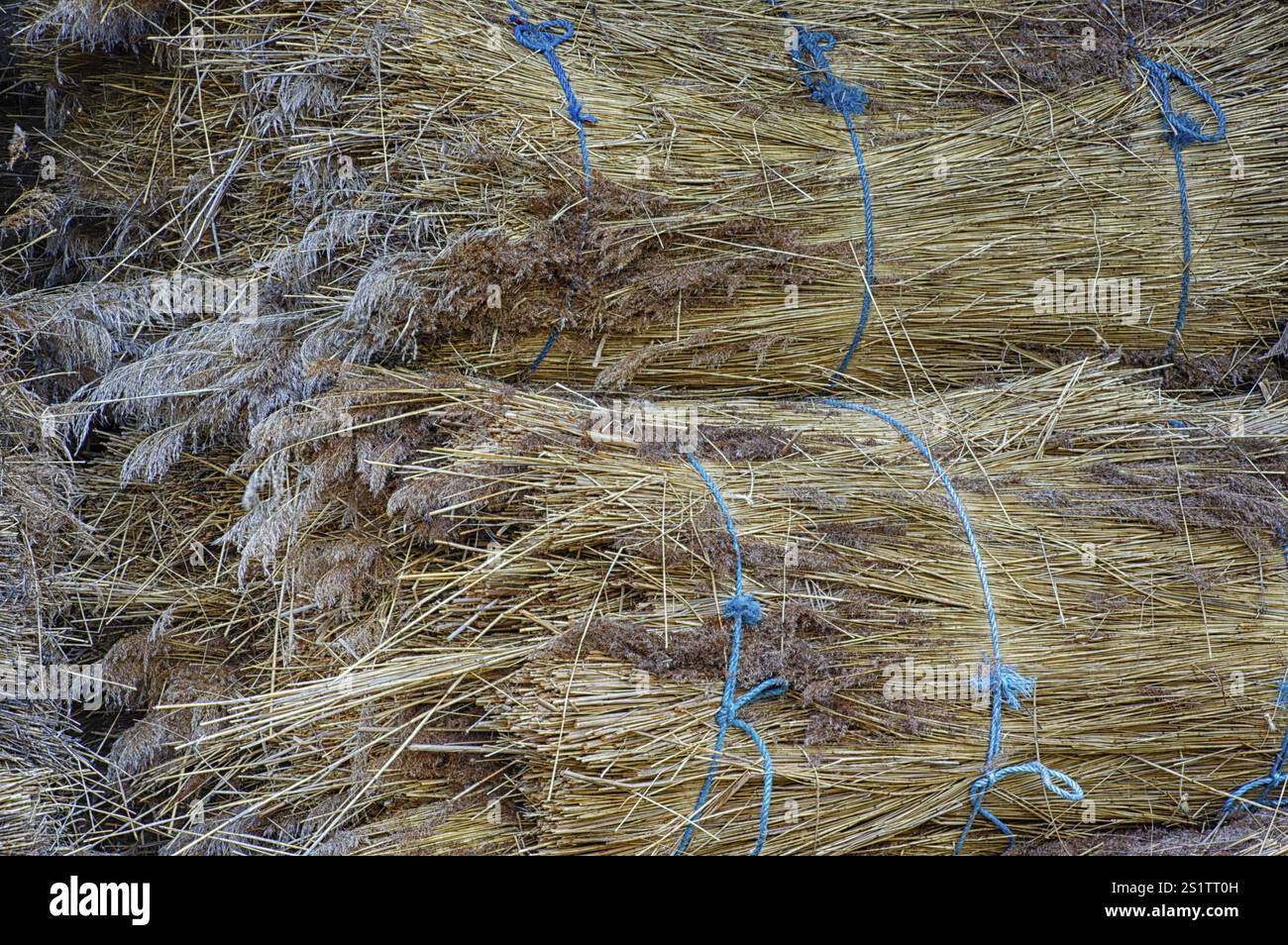 Processing of reed for thatching Stock Photo - Alamy