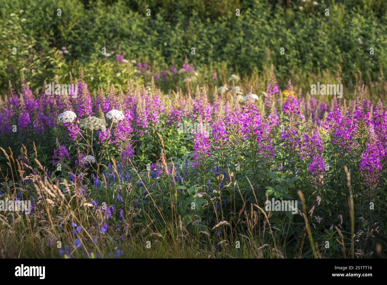 Pink wildflowers in Haugesund on the west coast of Norway is a popular ...