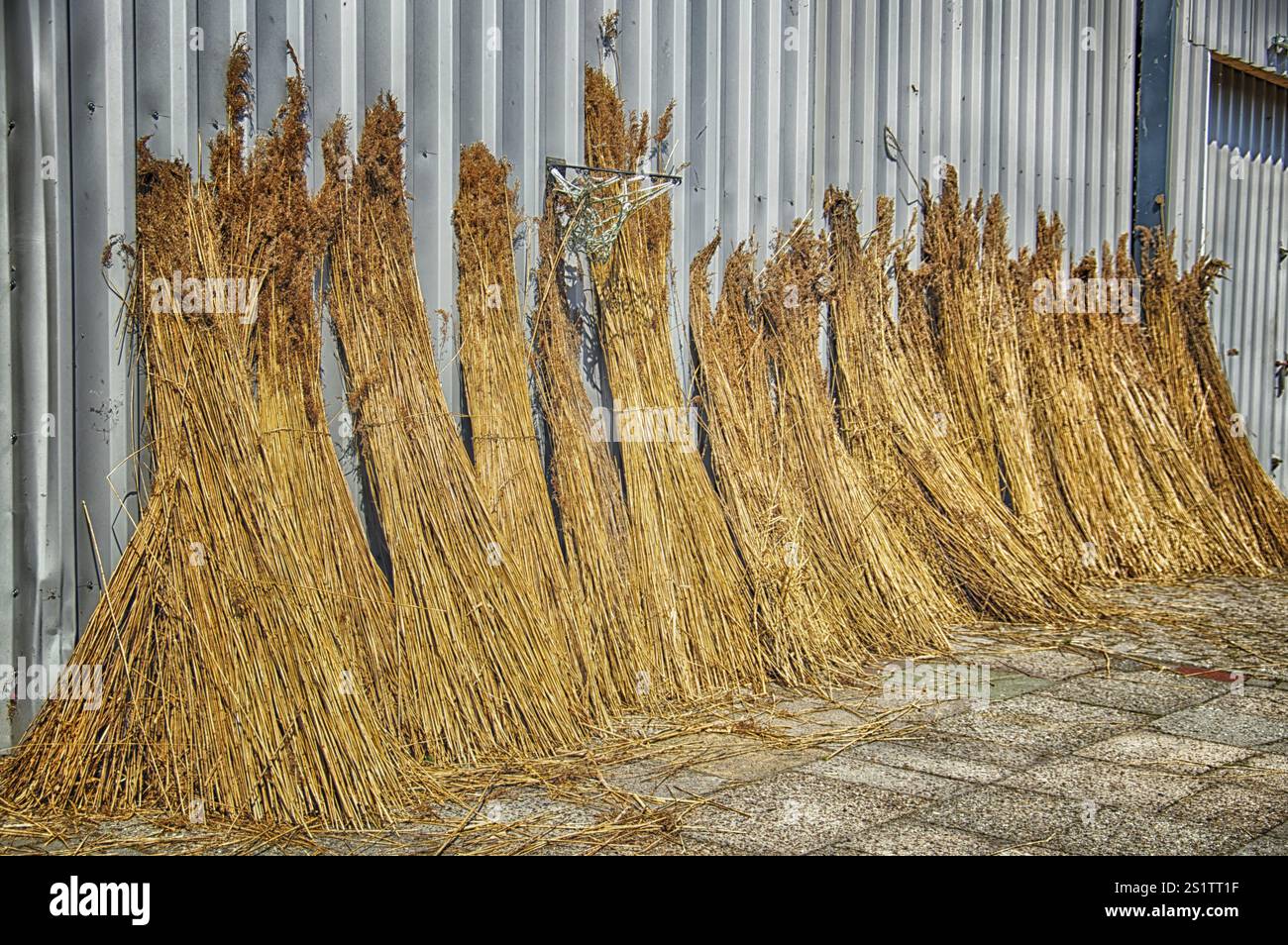 Processing of reed for thatching Stock Photo - Alamy