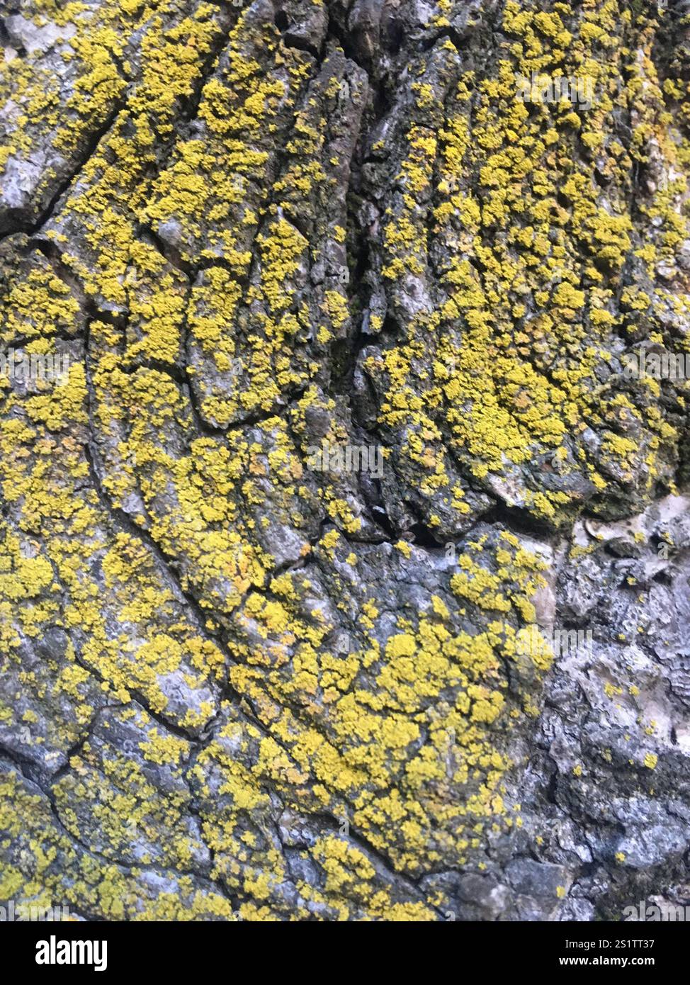 gold dust lichen (Chrysothrix candelaris Stock Photo - Alamy