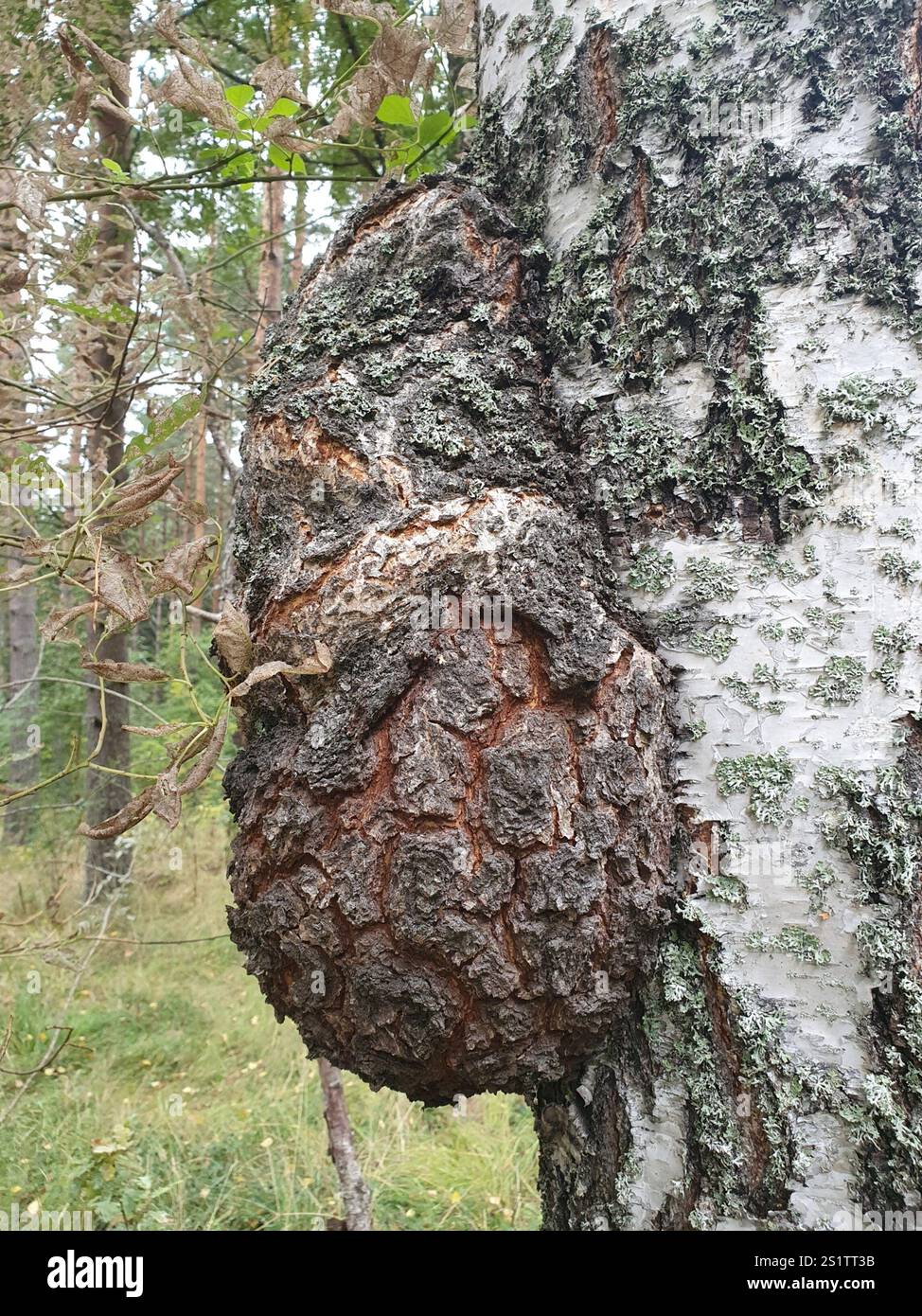 bacterial crown gall (Agrobacterium radiobacter Stock Photo - Alamy