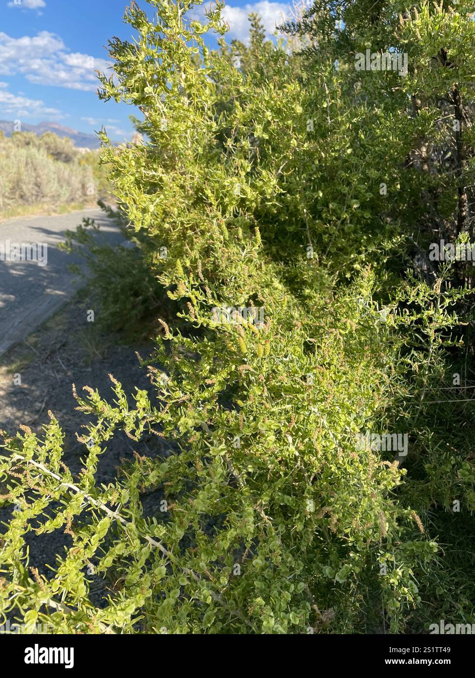 Greasewood (Sarcobatus vermiculatus Stock Photo - Alamy