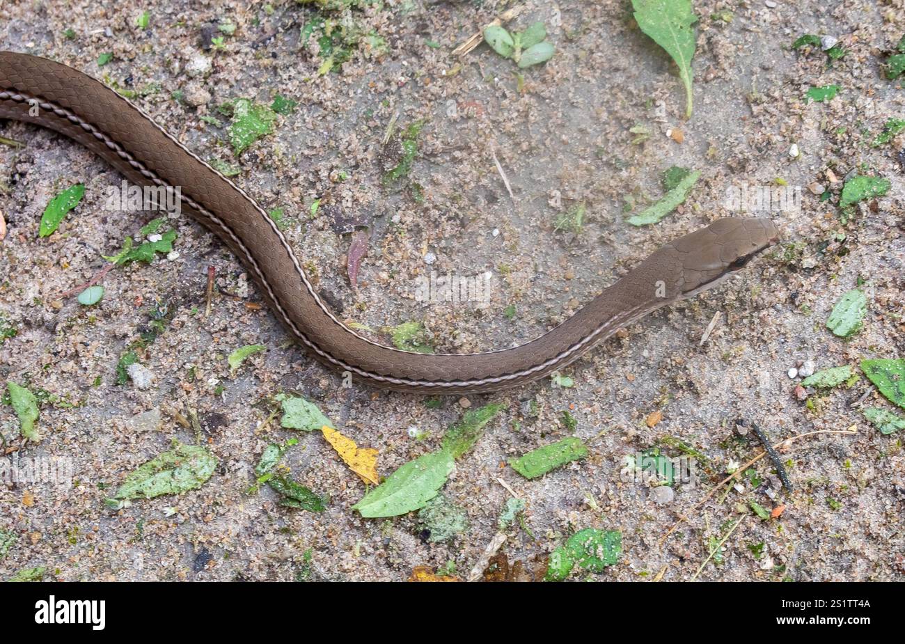 Boddaert's Tropical Racer (Mastigodryas boddaerti Stock Photo - Alamy