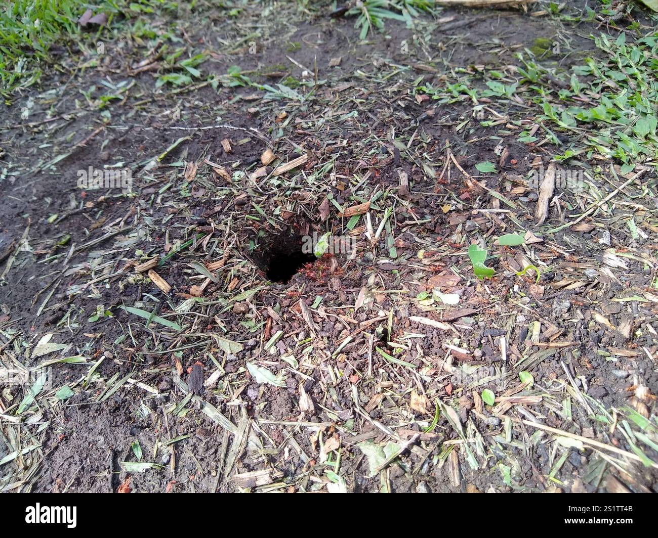 Atta Leaf-cutter Ants (Atta Stock Photo - Alamy