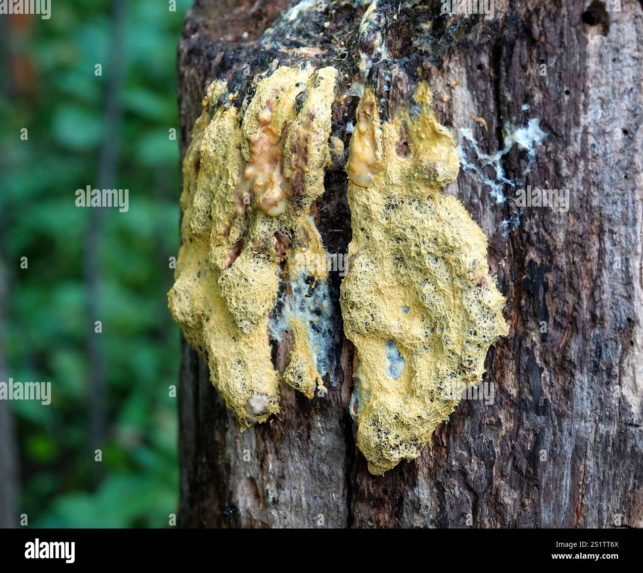 Dog Vomit Slime Mold (Fuligo septica Stock Photo - Alamy