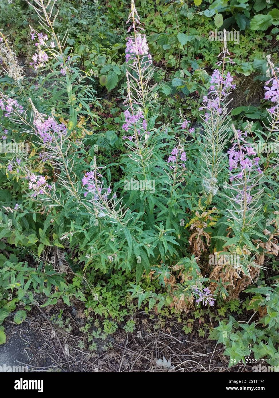 fireweed (Chamaenerion angustifolium Stock Photo - Alamy