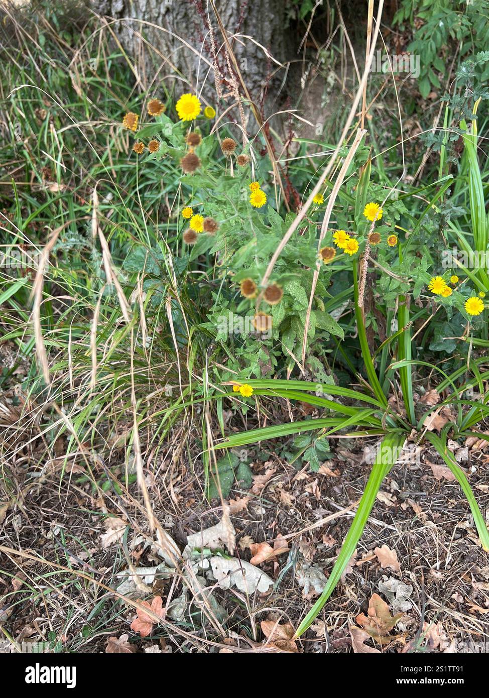 Common Fleabane (Pulicaria dysenterica Stock Photo - Alamy