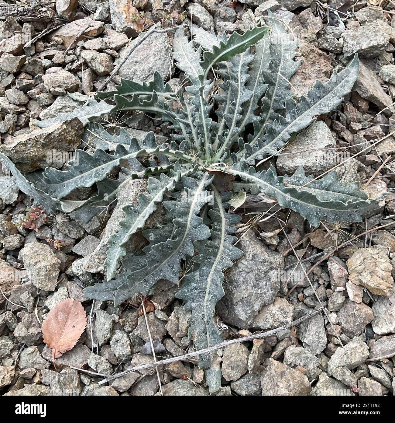 Giant Blazingstar (Mentzelia laevicaulis Stock Photo - Alamy