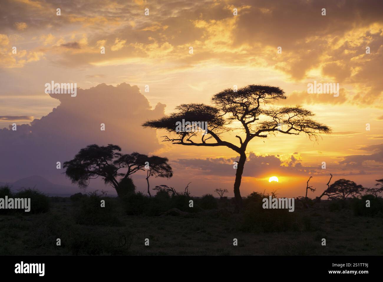 Beautiful atmospheric sunset with beautiful trees and landscape in ...