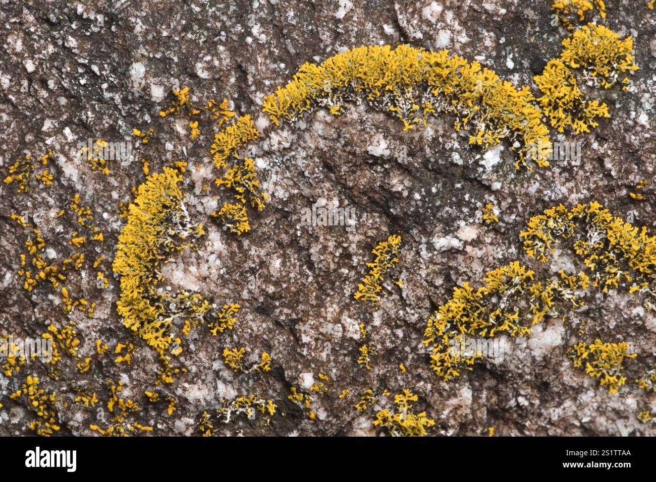 Ringed Firedot Lichen (Polycauliona verruculifera Stock Photo - Alamy