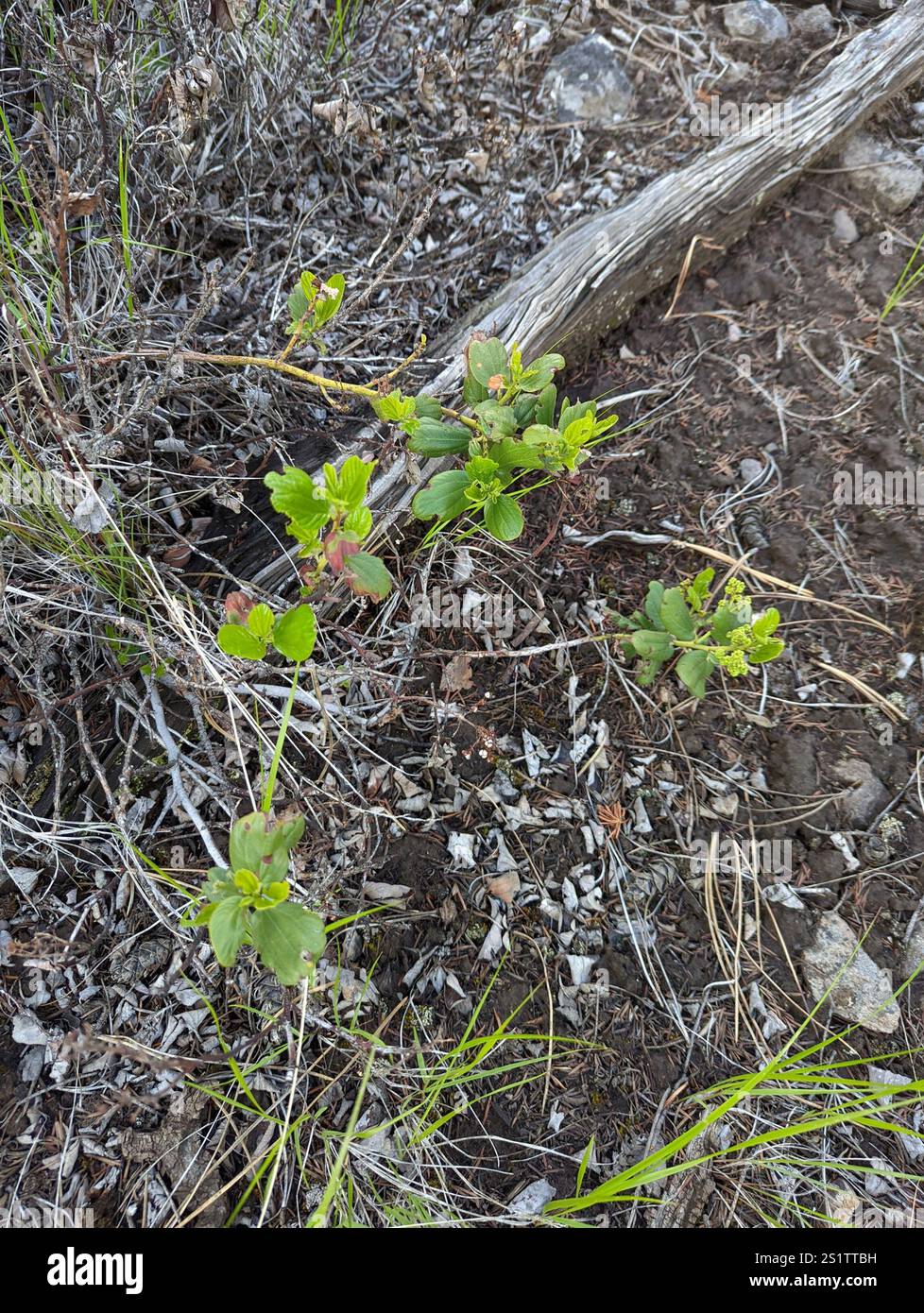 Snowbrush Ceanothus (Ceanothus velutinus Stock Photo - Alamy