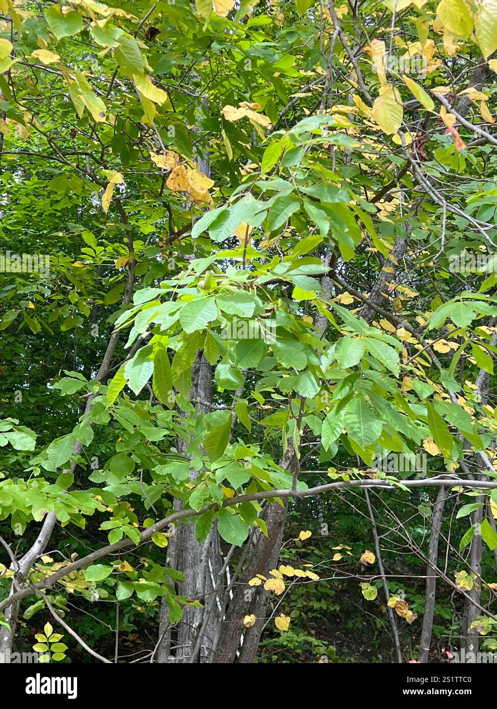 bitternut hickory (Carya cordiformis Stock Photo - Alamy