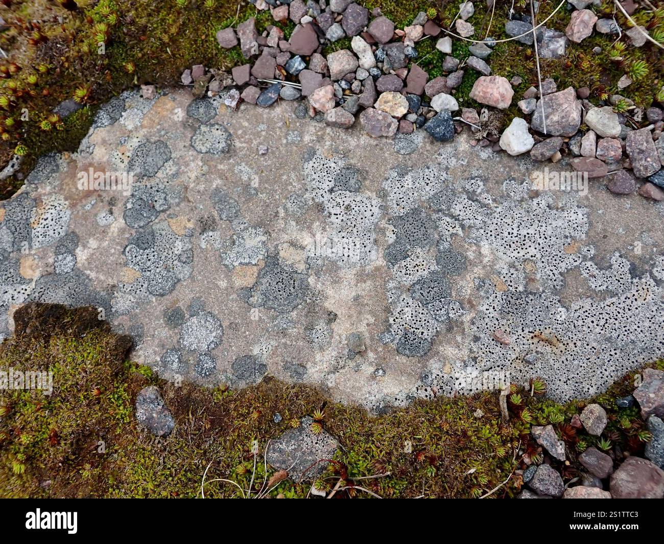concentric boulder lichen (Porpidia crustulata Stock Photo - Alamy