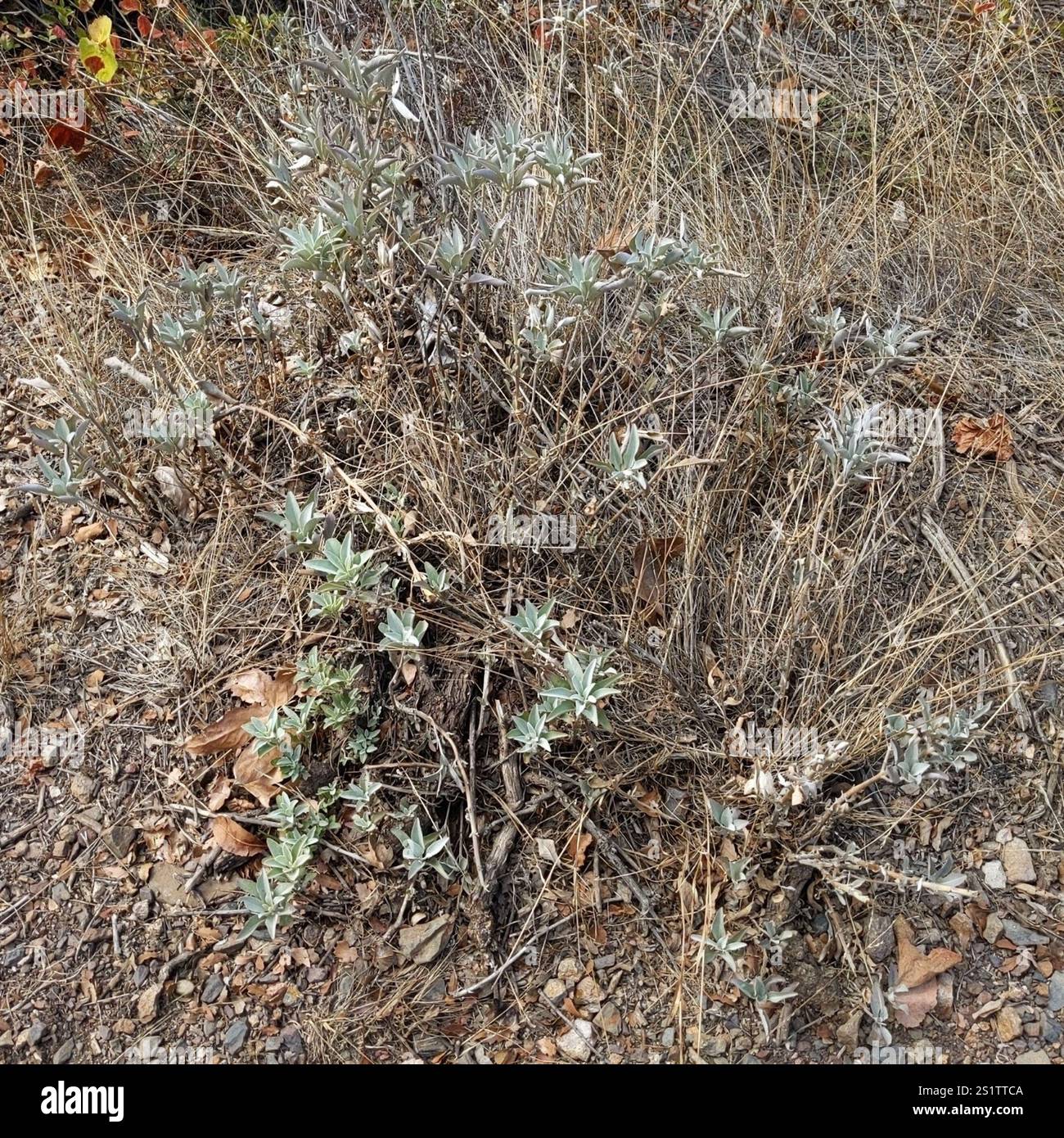 white sage (Salvia apiana Stock Photo - Alamy