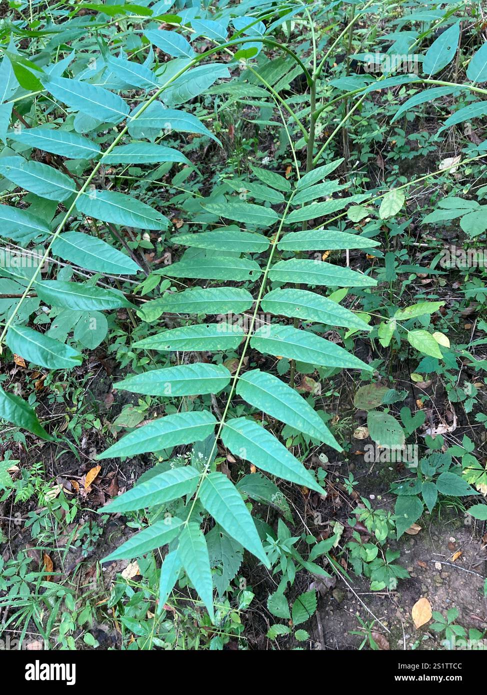 tree-of-heaven (Ailanthus altissima Stock Photo - Alamy