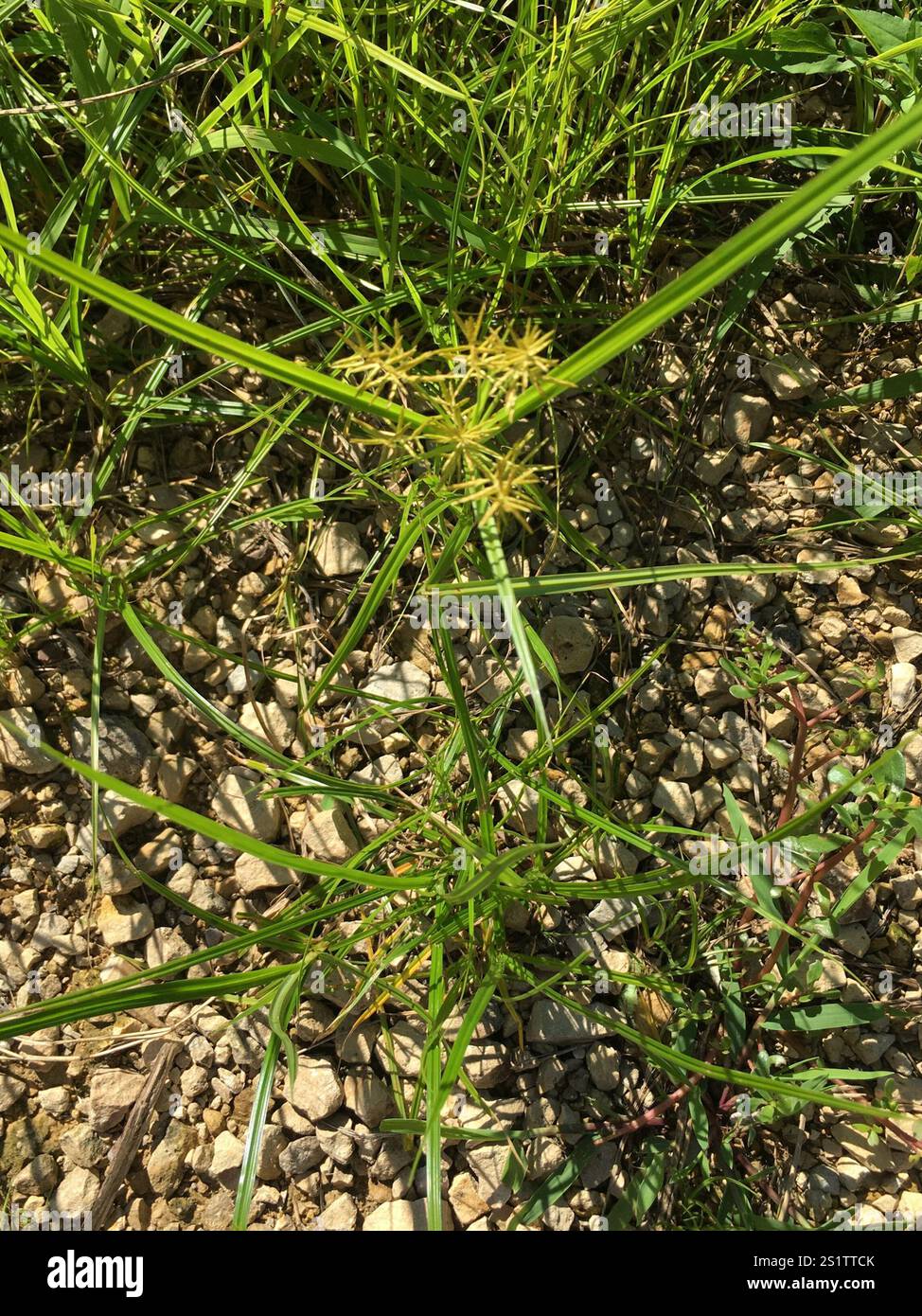 yellow nutsedge (Cyperus esculentus Stock Photo - Alamy
