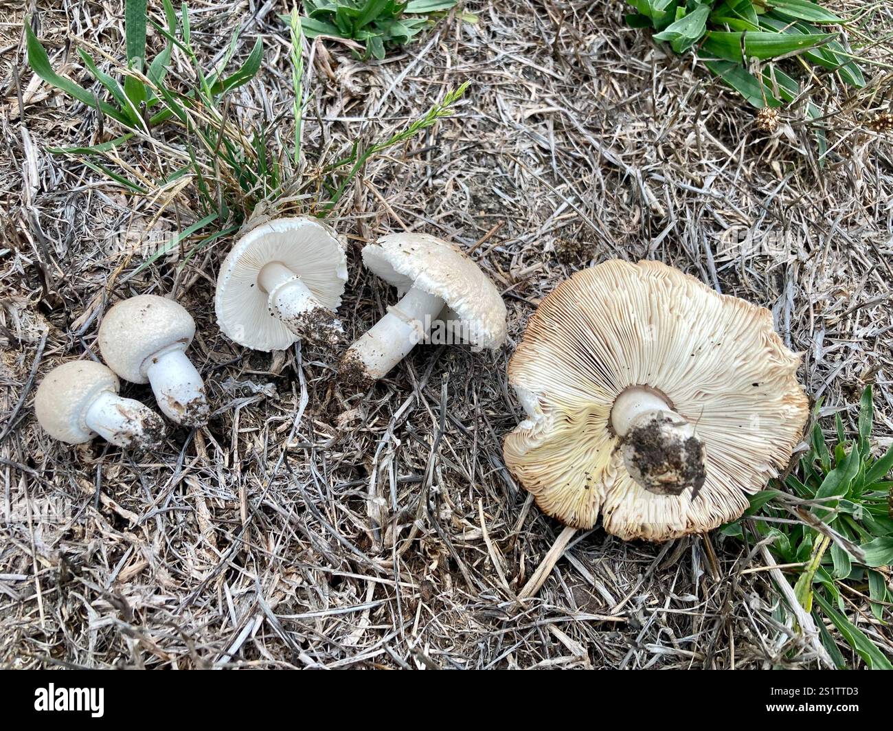 smoky dapperling (Leucoagaricus barssii Stock Photo - Alamy