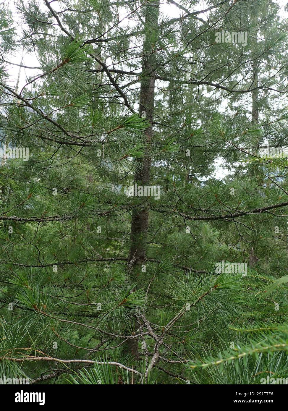western white pine (Pinus monticola Stock Photo - Alamy