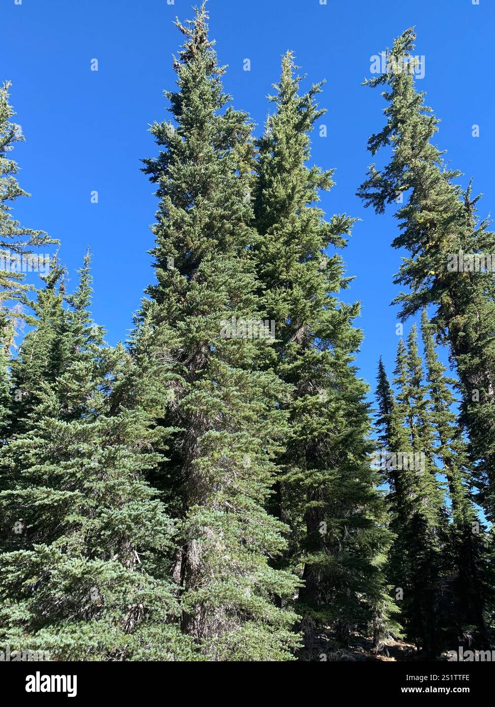 mountain hemlock (Tsuga mertensiana Stock Photo - Alamy