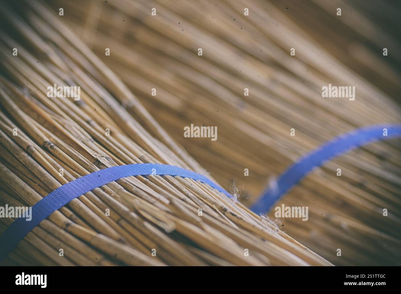 Processing of reed for thatching Stock Photo - Alamy