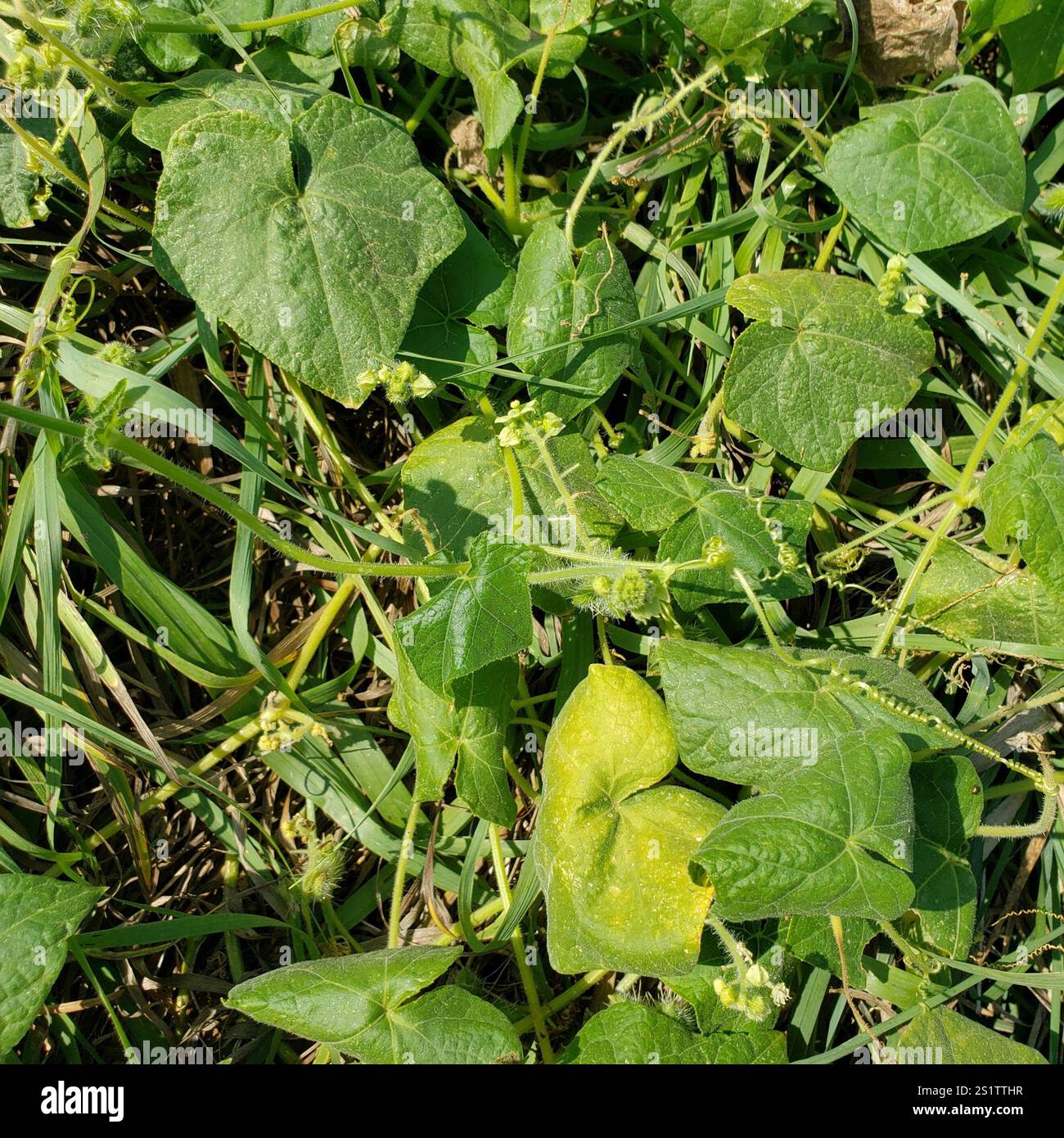 Oneseed bur cucumber hi-res stock photography and images - Alamy