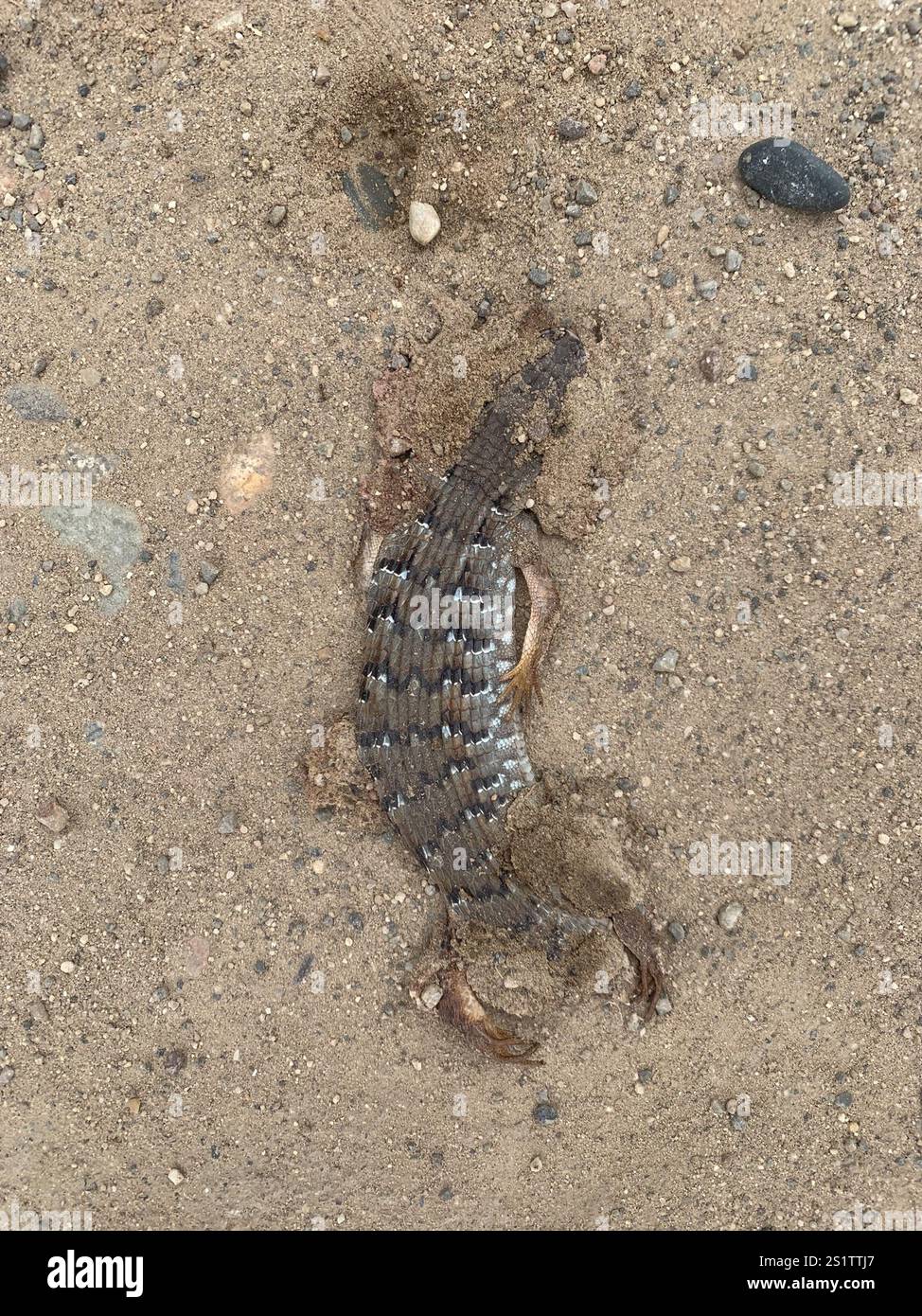 San Diego Alligator Lizard (Elgaria multicarinata webbii Stock Photo ...